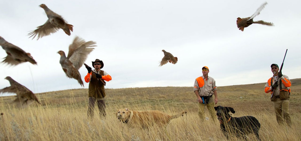 South Dakota Upland Bird Hunting Packages at Tumbleweed Lodge